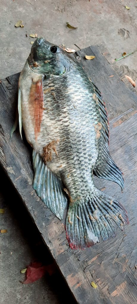 A dead fish - PixaHive