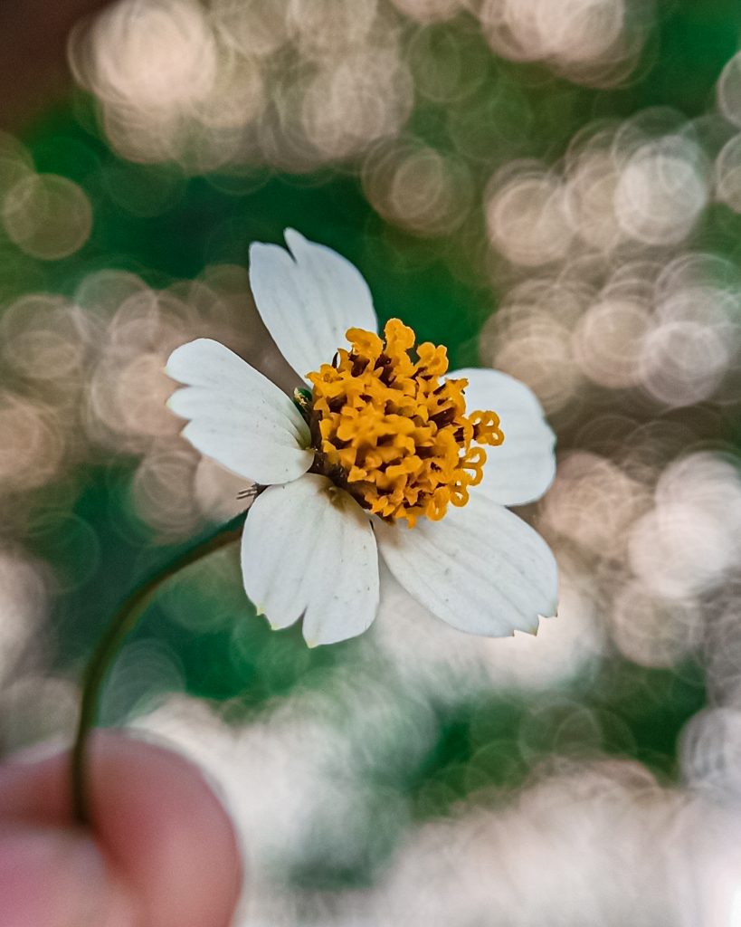 Flower blossoming - PixaHive