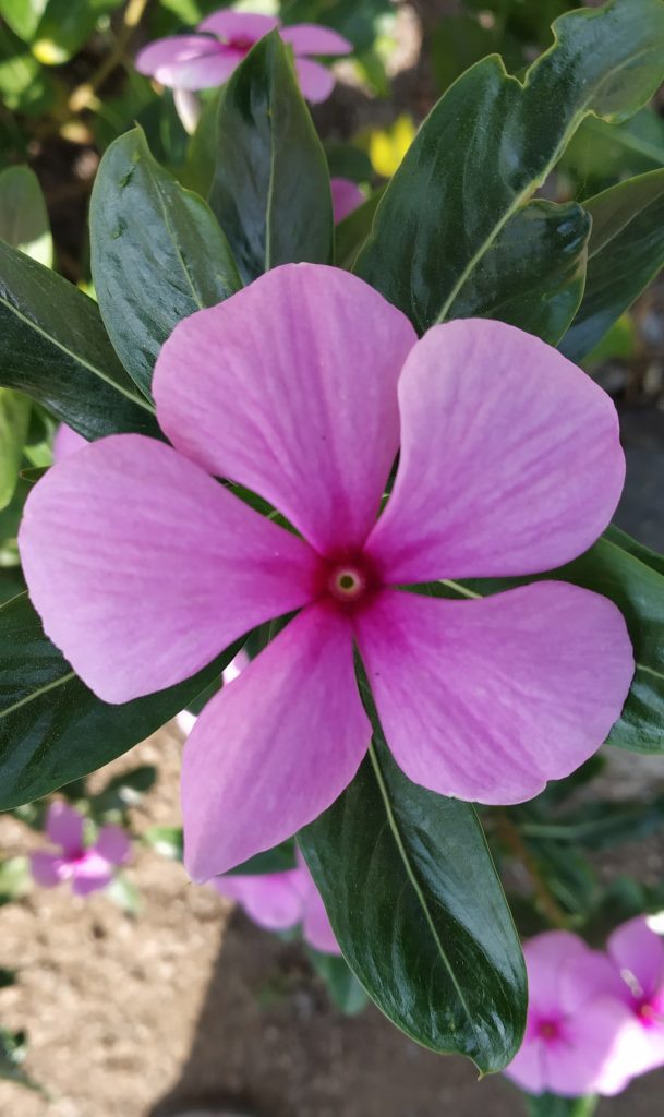 Flower blossoming - PixaHive