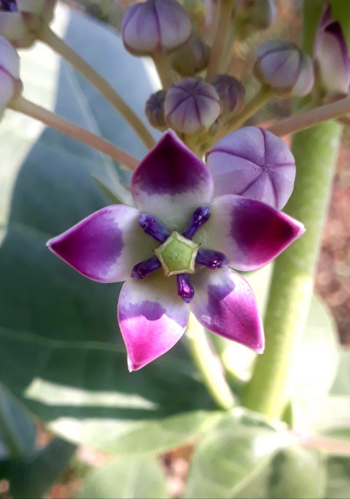 Flower of a plant - PixaHive