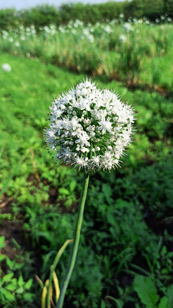 Flower of an onion plant - PixaHive