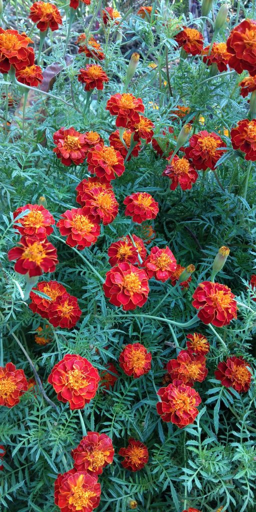 Flower on plant - PixaHive