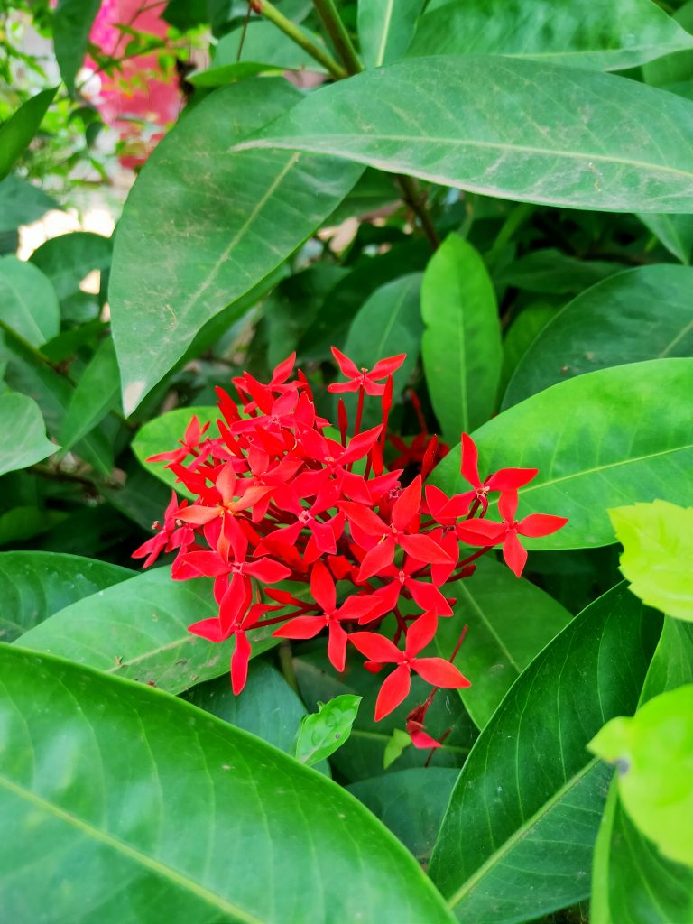 Flowering plants - PixaHive