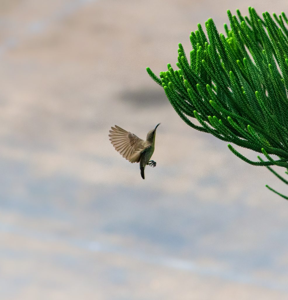 Flying Sunbird - PixaHive