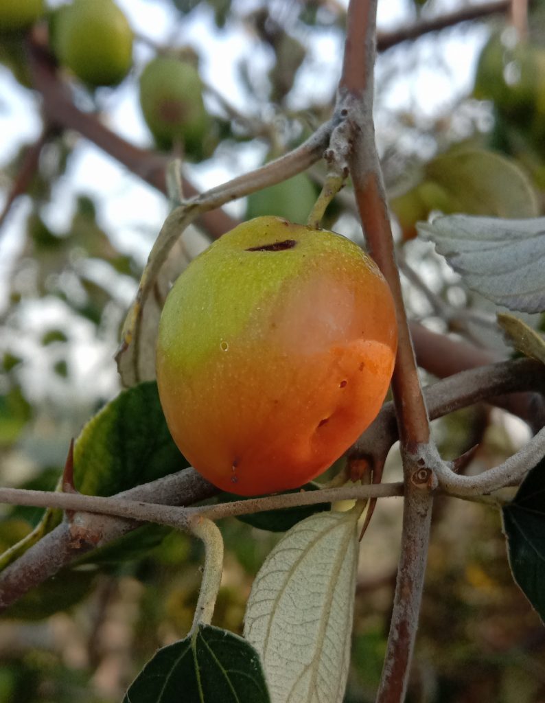 Fruit hanging on tree - PixaHive