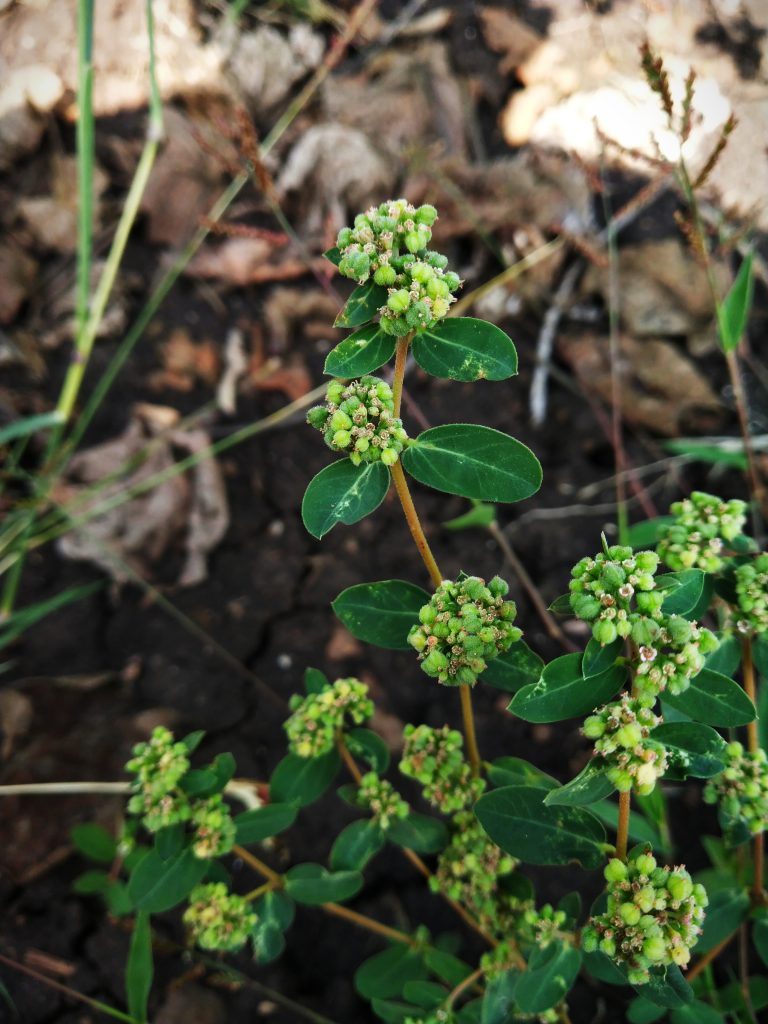 Grass roots - PixaHive