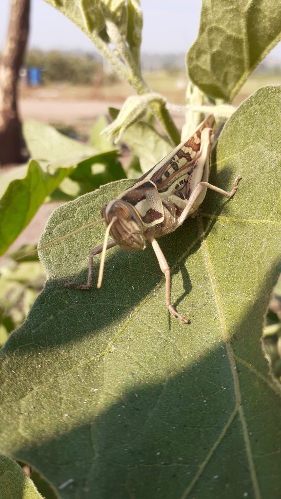 Grasshopper - PixaHive