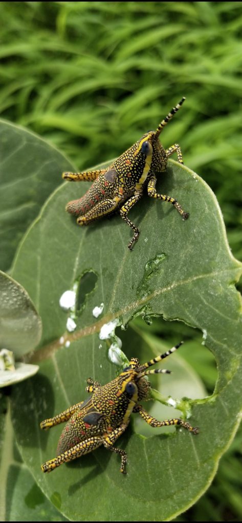 Grasshoppers on leaf - PixaHive