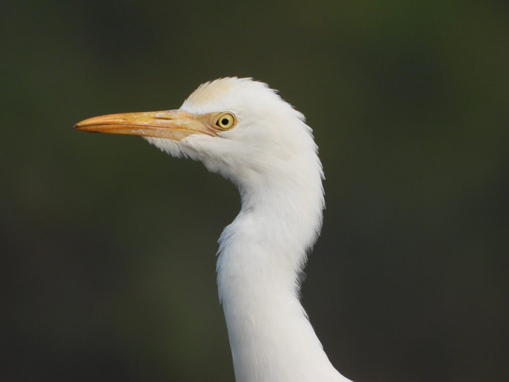 Great egret - PixaHive