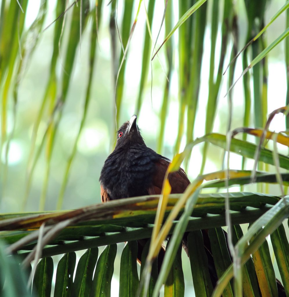 Greater coucal bird on coconut tree - PixaHive