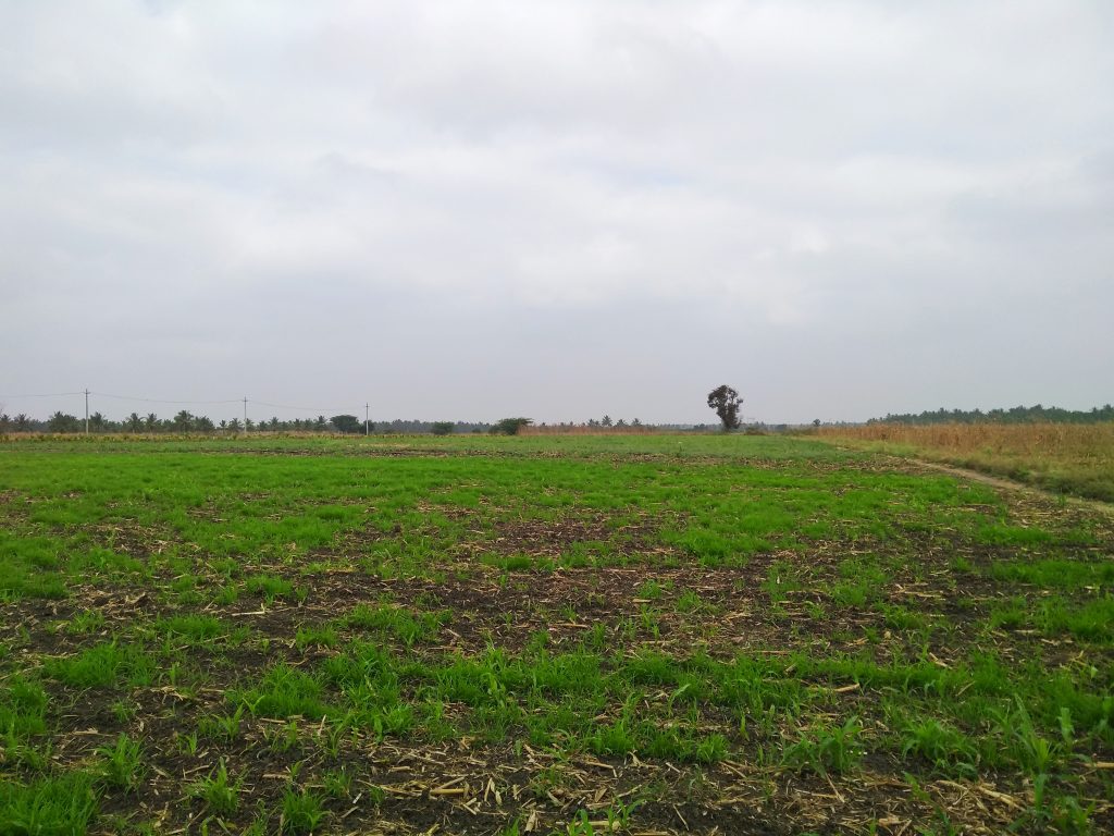 Green Empty field - PixaHive