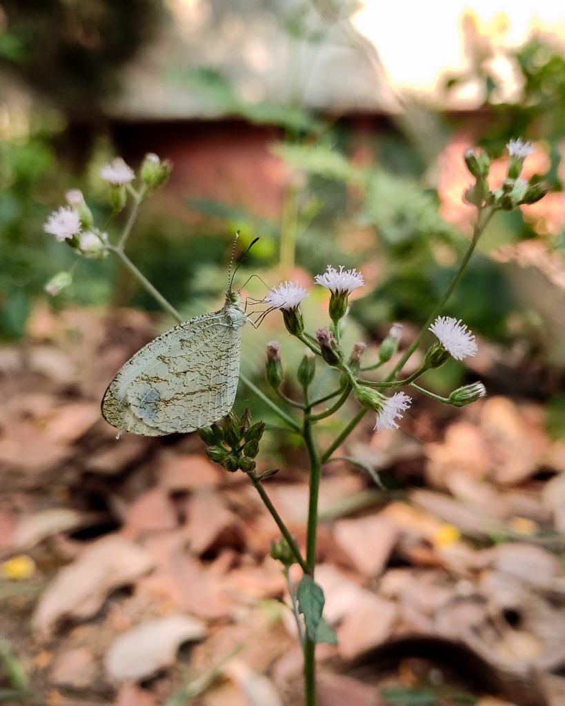 Green butterfly on a little flower - PixaHive
