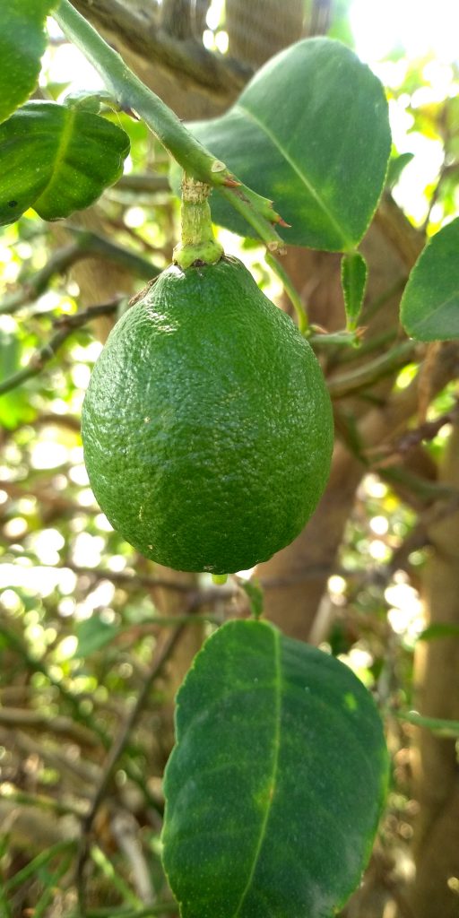 Green lemon on its tree - PixaHive