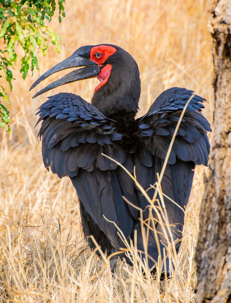 Ground Hornbill - PixaHive
