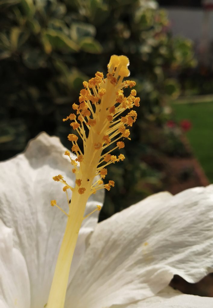 Hibiscus small plant - PixaHive