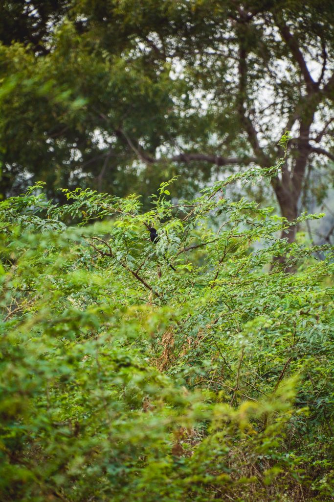 Hidden birds in nature. - PixaHive