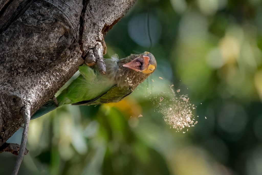 A bird cleaning his nest - PixaHive