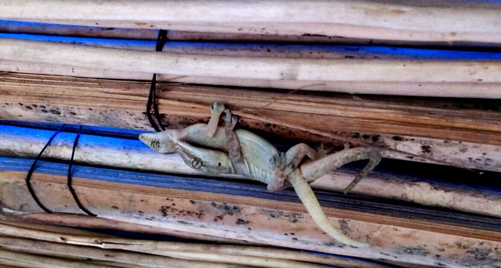 Hug of lizard - PixaHive