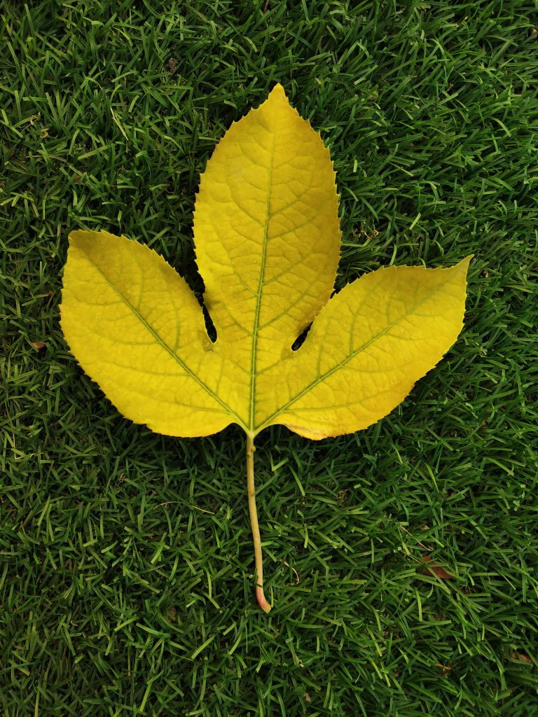 yellow leaf of passion flower - PixaHive