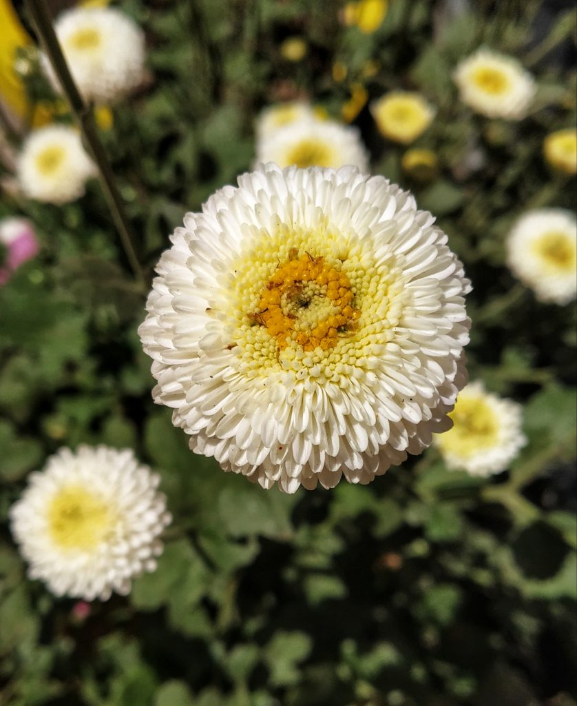 crysanths flower - PixaHive