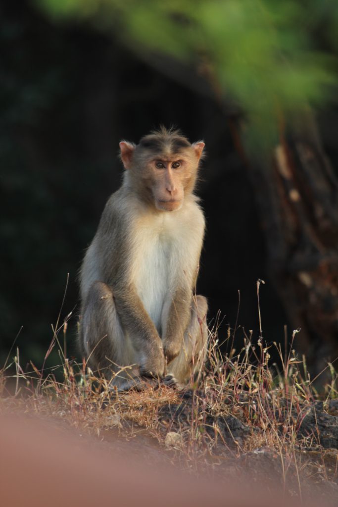 Indian monkey - PixaHive