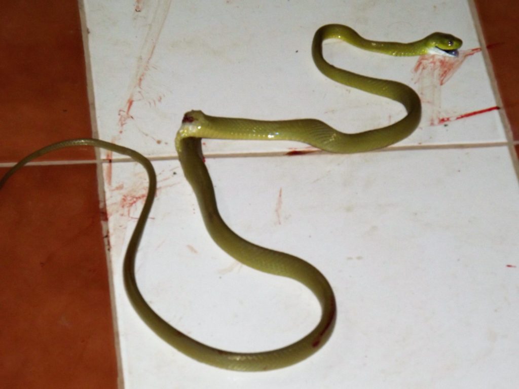 Injured Snake - PixaHive