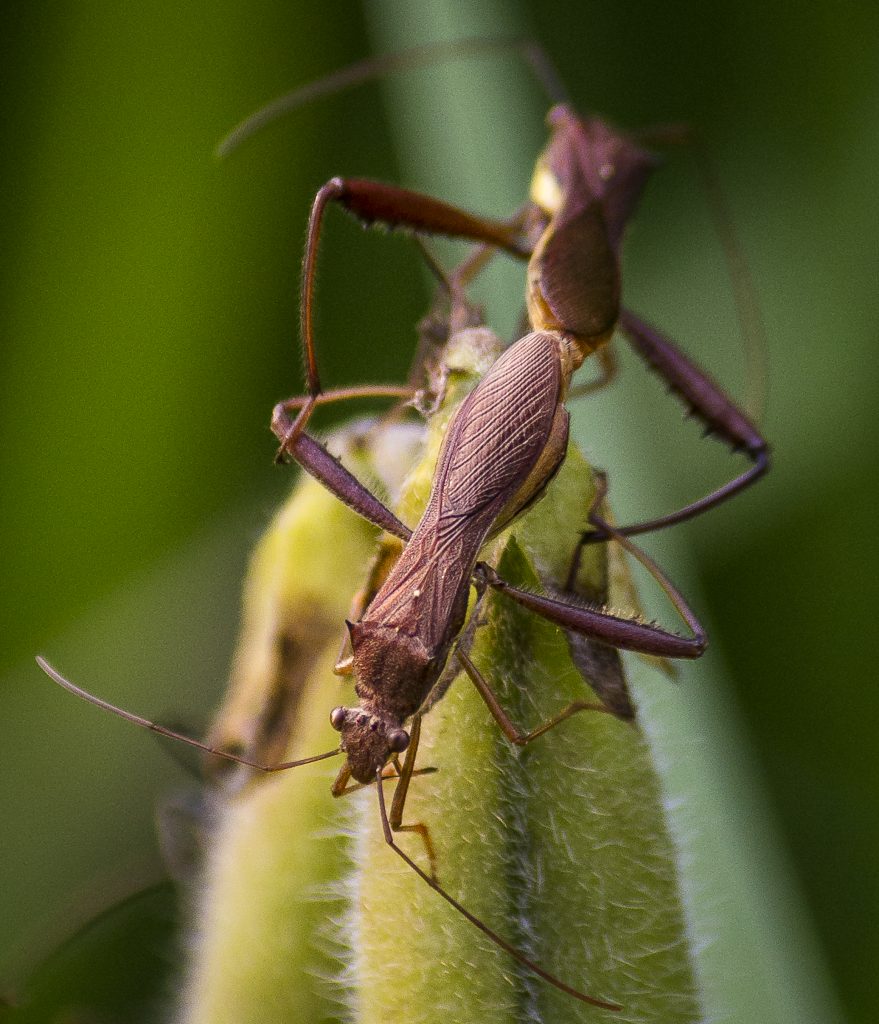 Insect on a Leaf - PixaHive