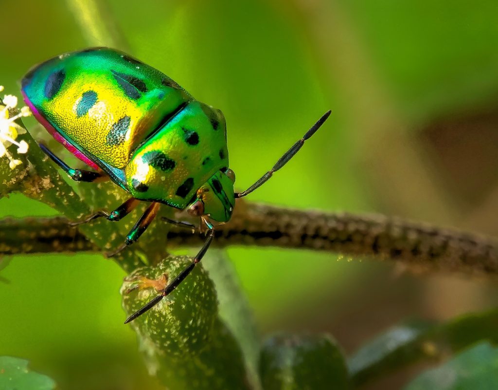 Jewel Bug - PixaHive