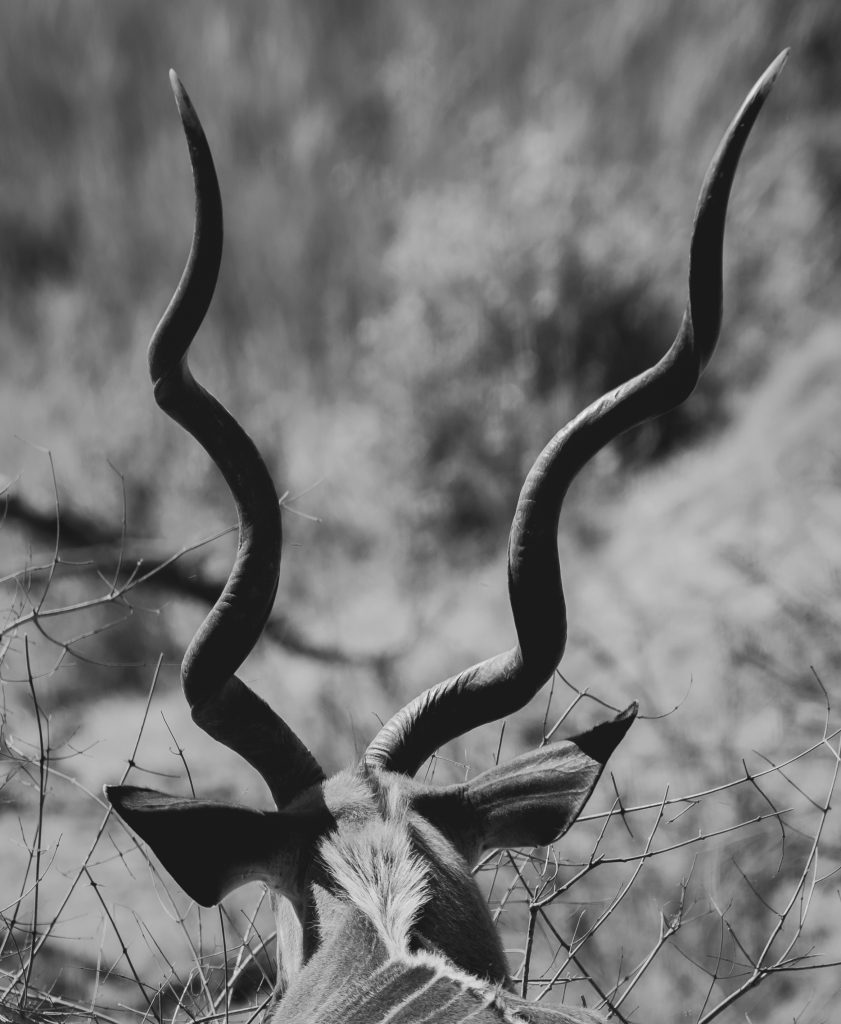 Kudu Horns - PixaHive