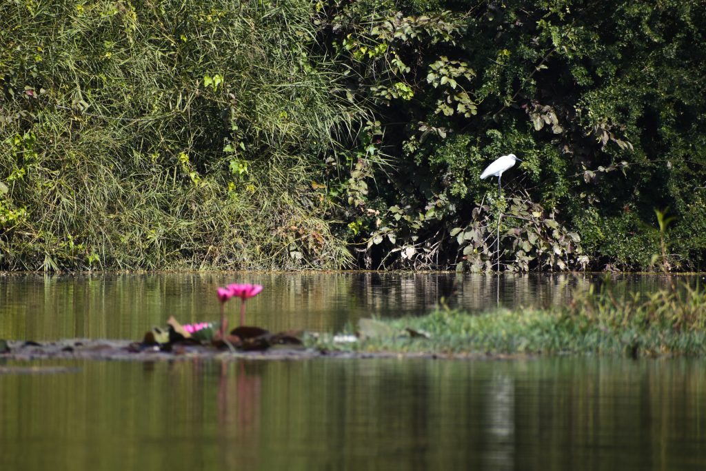 Landscape of a pond - PixaHive