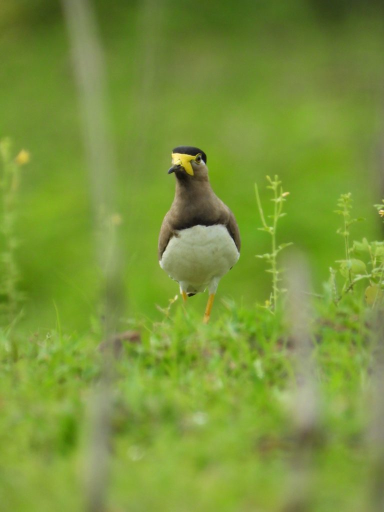 Lapwing in farm - PixaHive