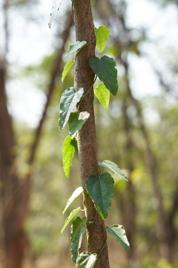 Tree leaves - PixaHive