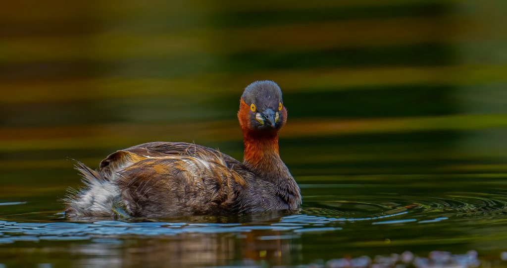 Little Grebe water bird - PixaHive