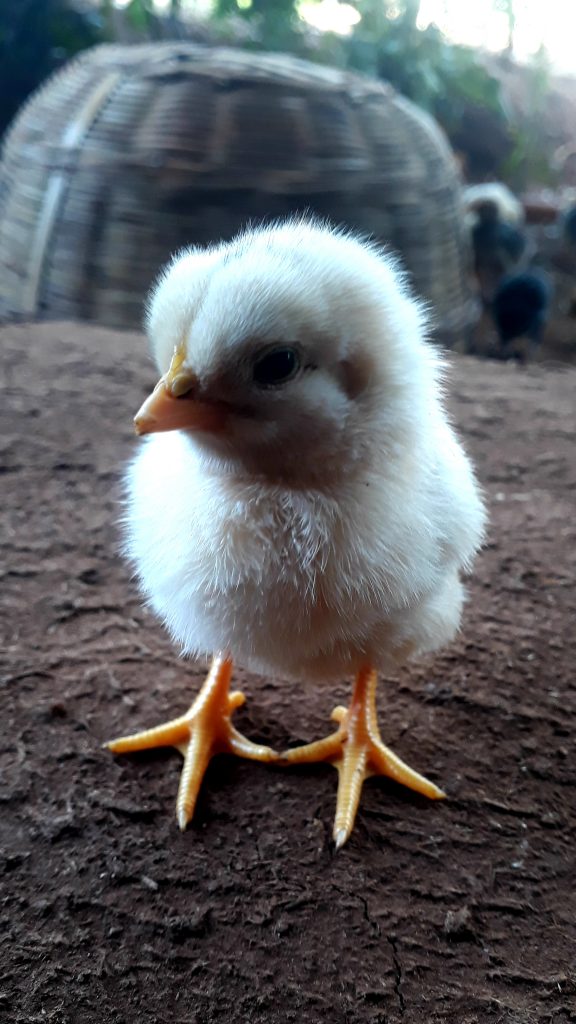 Little chicken - PixaHive