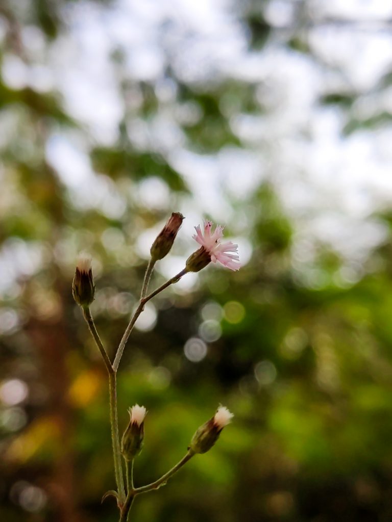 Little flower in bokeh background - PixaHive