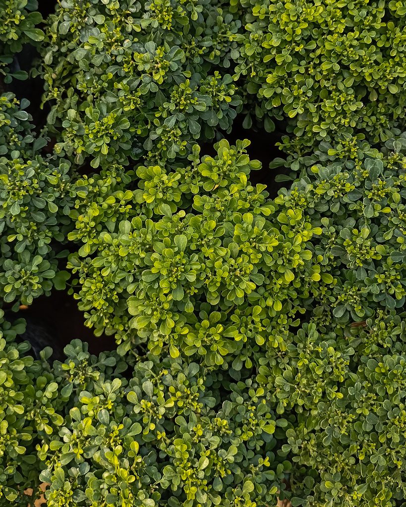 Green leaves of a tree - PixaHive