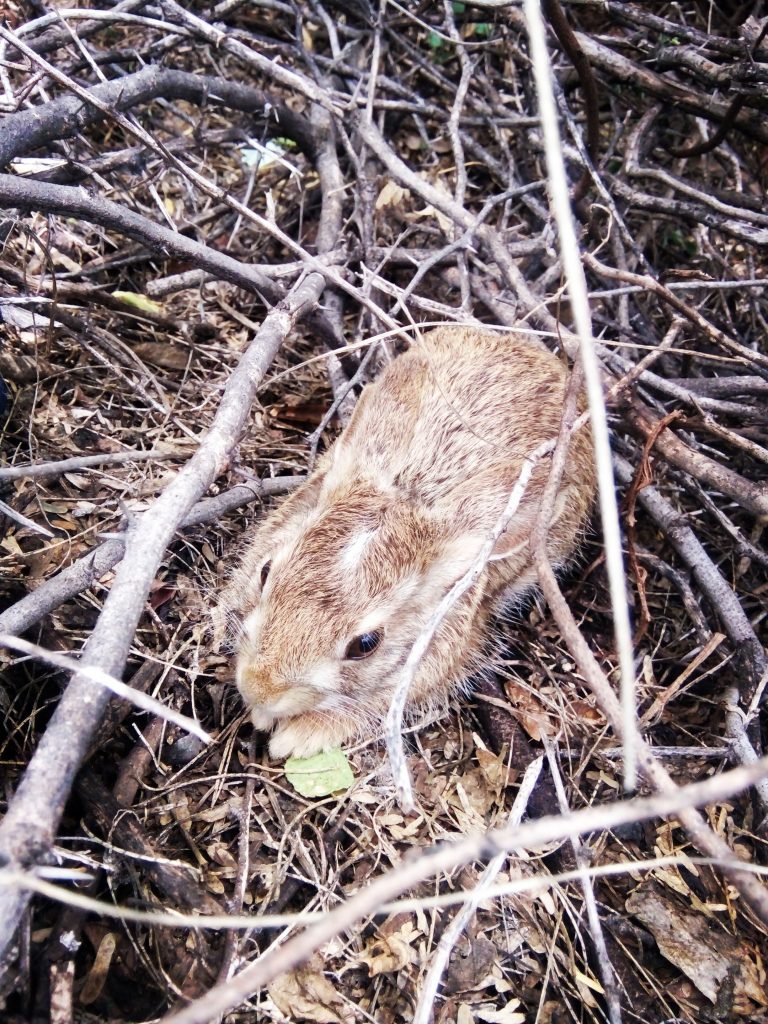 Little rabit - PixaHive