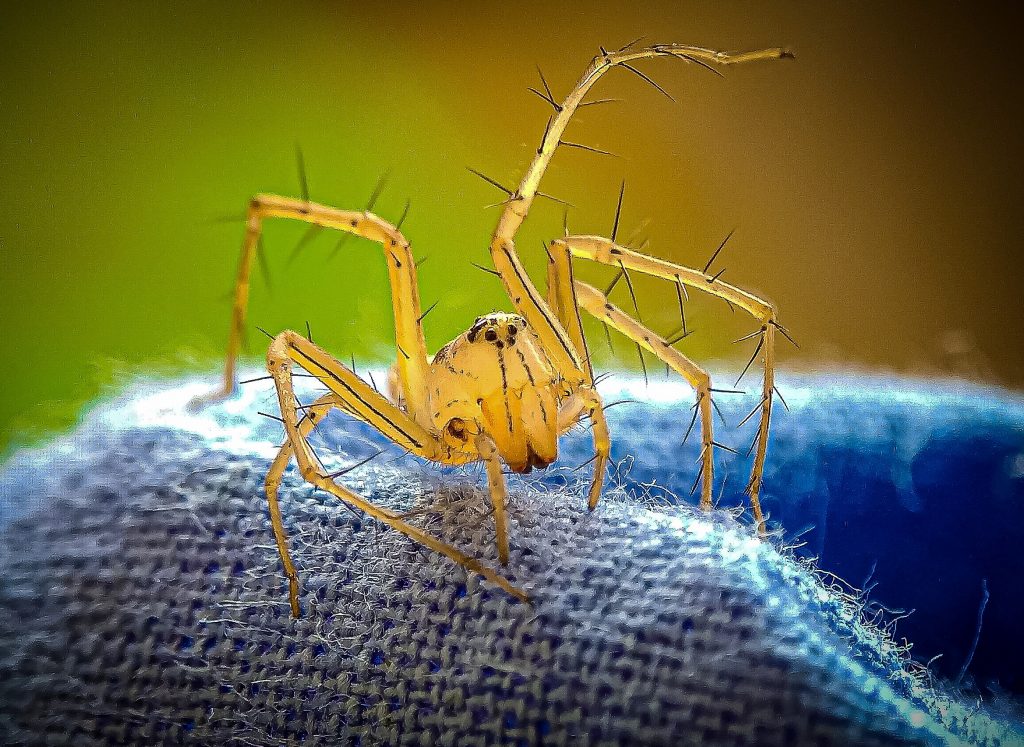 Lynx Spider - PixaHive
