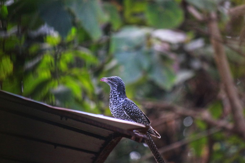 Asian Koel bird - PixaHive