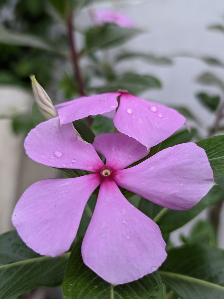 Macro photography - PixaHive