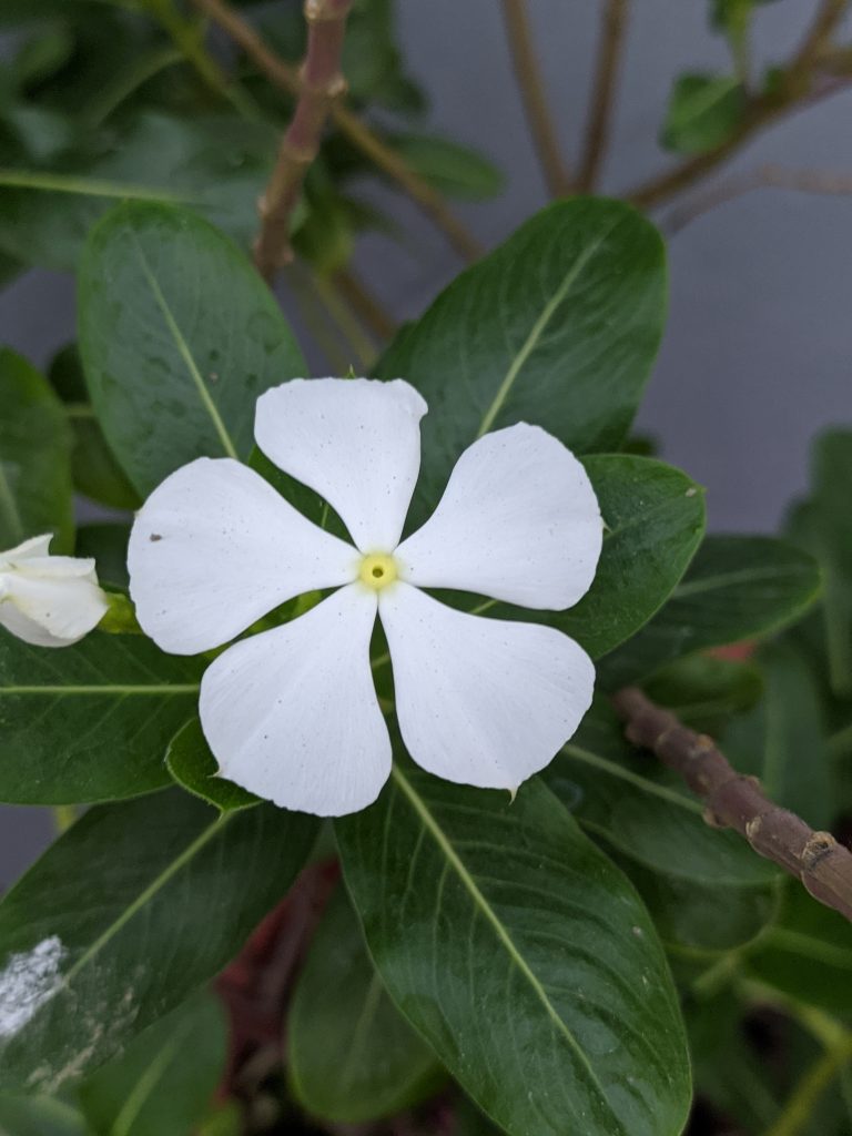 Macro photography - PixaHive