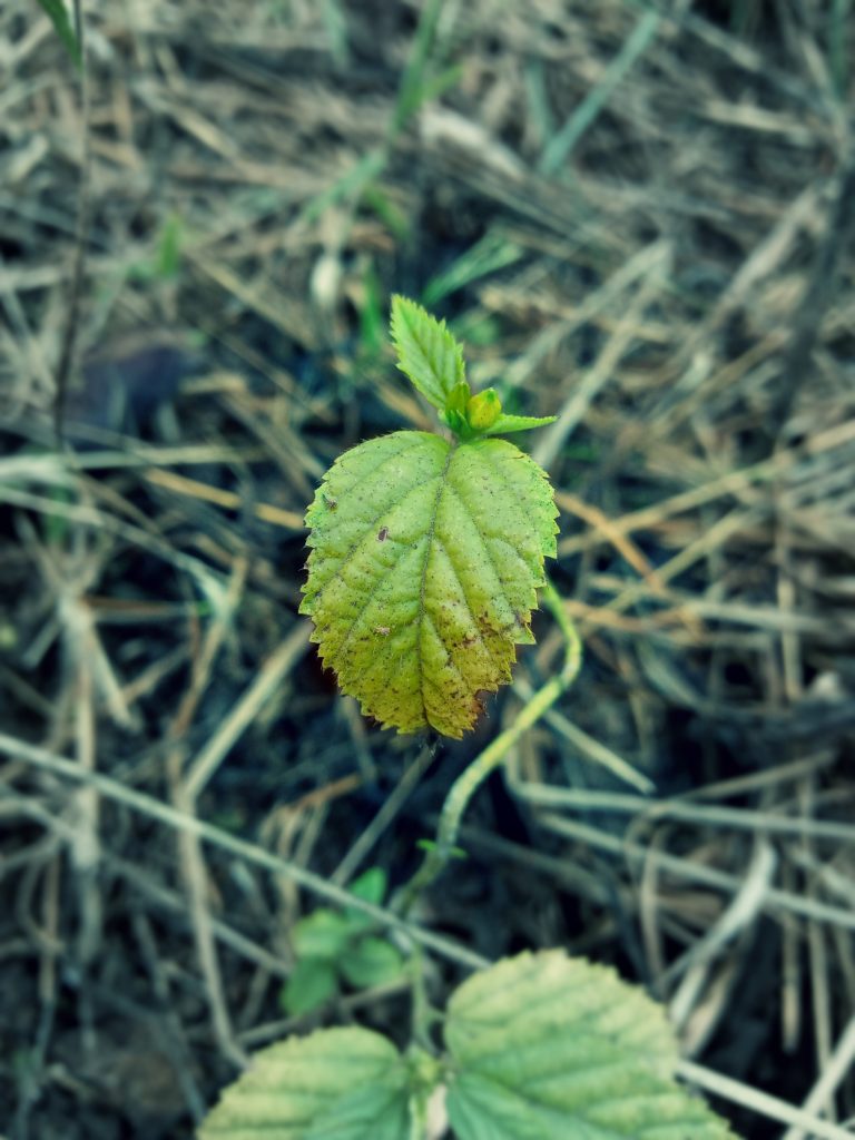 Macro view of Plant leaf - PixaHive