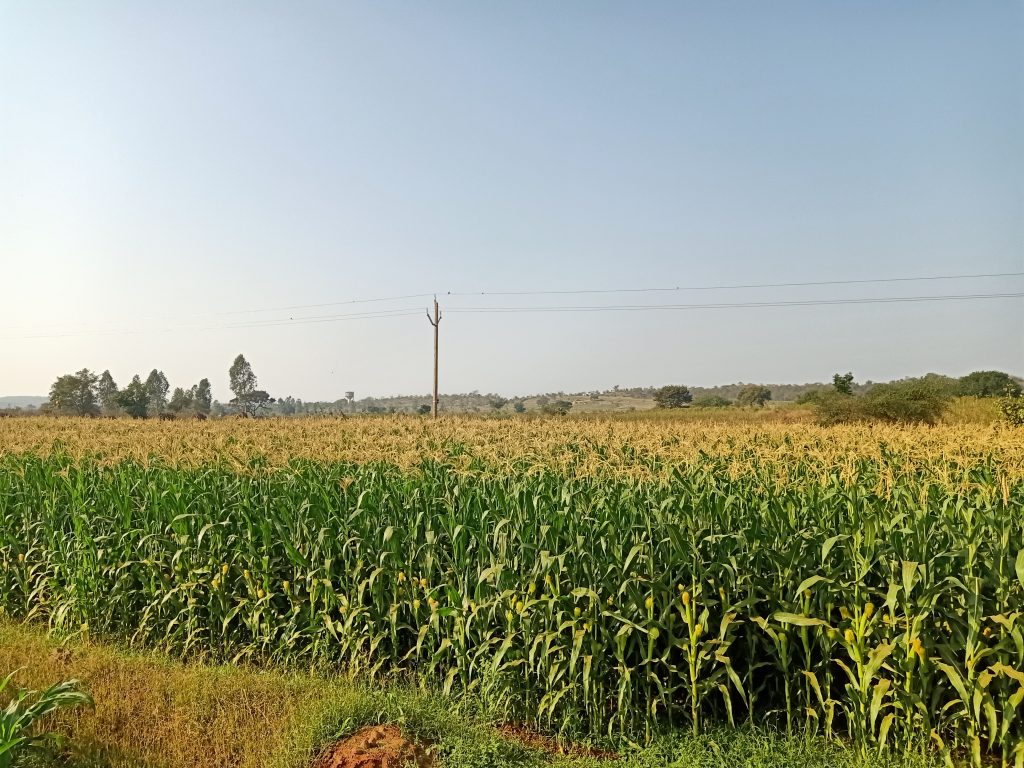 Maize crop in farm - PixaHive