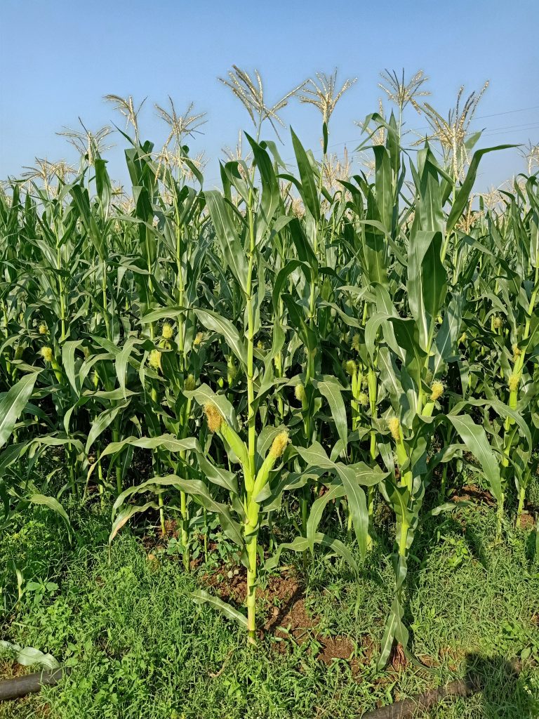 Maize plants - PixaHive