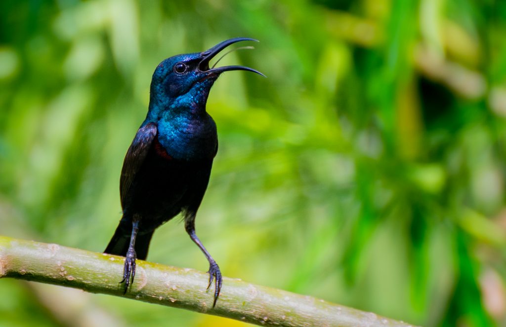 Male Sunbird mating call - PixaHive