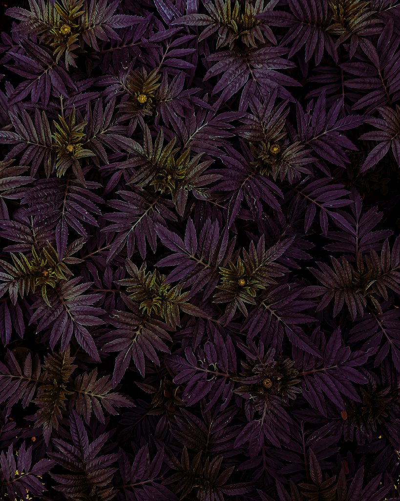 Marigold leaf dark - PixaHive