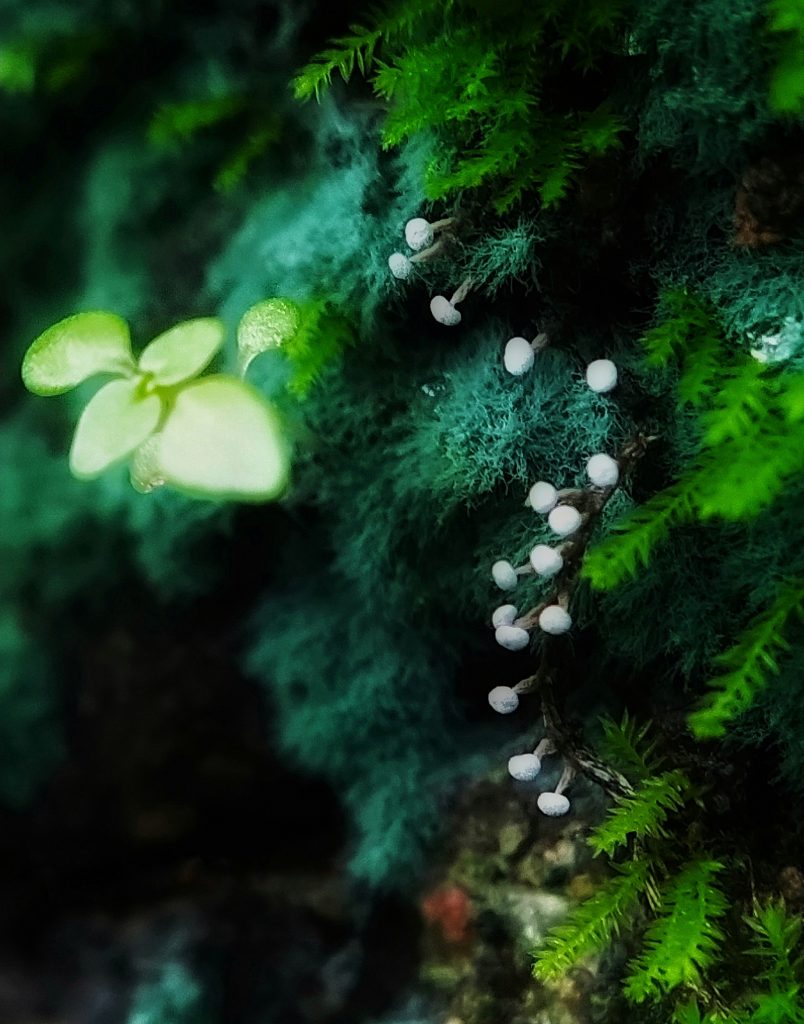 Micro world - PixaHive