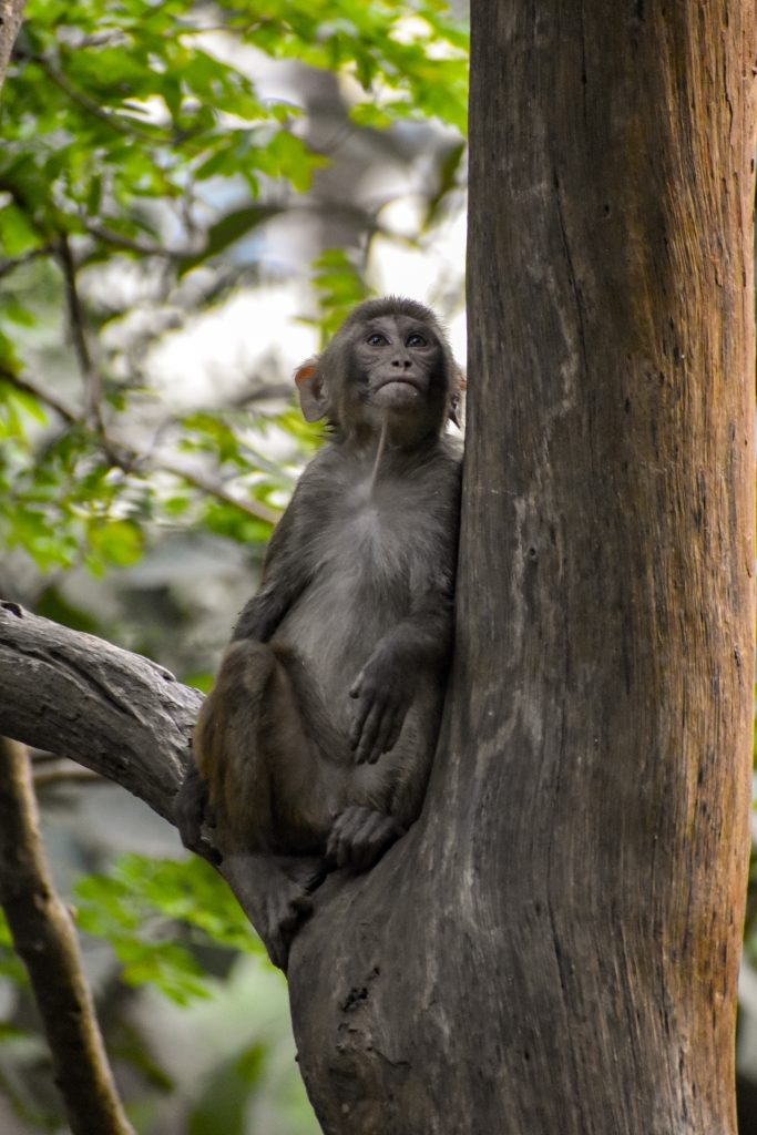 Monkey on a Tree - PixaHive