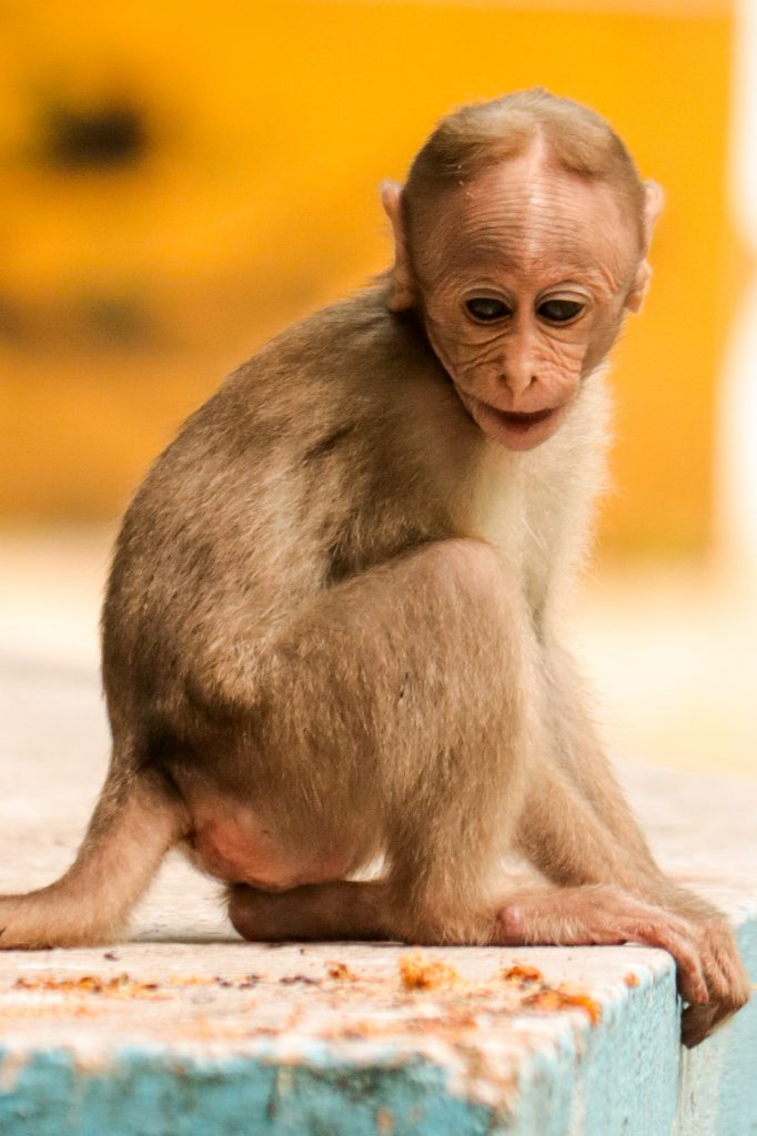 Monkey sitting - PixaHive