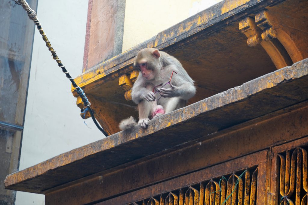 Monkey sitting on the roof - PixaHive